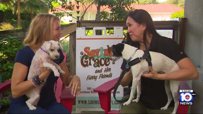 South Florida animal rescue seeks forever home for furry friends Tyreek ...