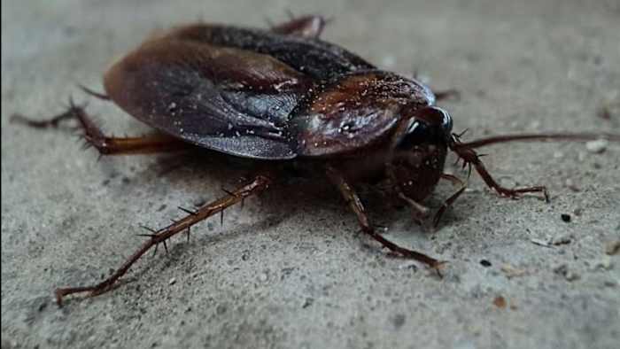 Over 100 roaches, hundreds of droppings discovered at Orlando Chinese ...