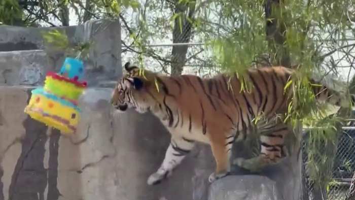 Texas Tigers: A look at the Houston-are tigers who now call Black ...