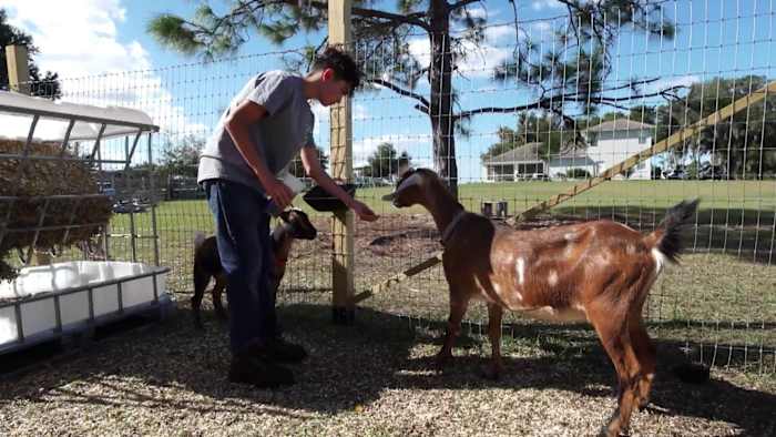 Lake County 4-H ‘Goat Busters’ track down escaped goat in woods