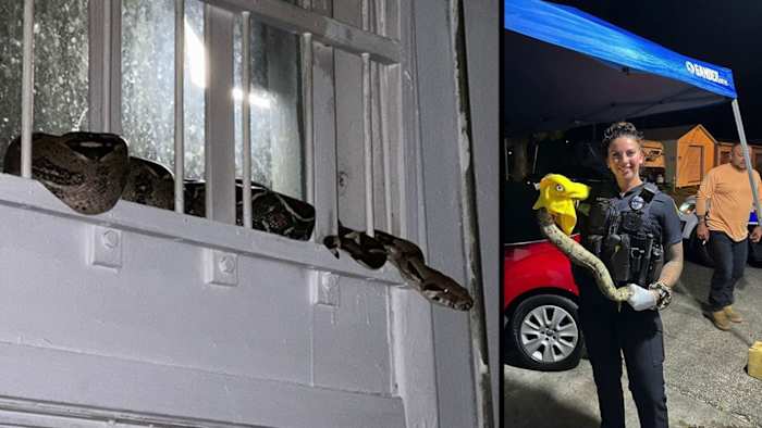 Florida Officer Wrangles 5-Foot Snake From Business Storeroom