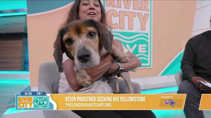 Kevin Pawstner the beagle is sniffing for his own personal Yellowstone!