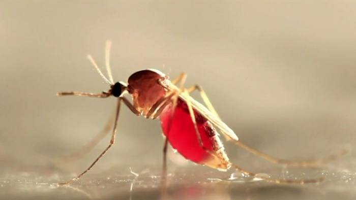 Mosquito invasion coming mid-July: What to know
