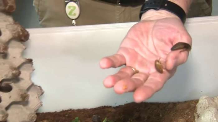 Get back at your ex on Valentine’s Day with ‘Cry Me a Cockroach ...