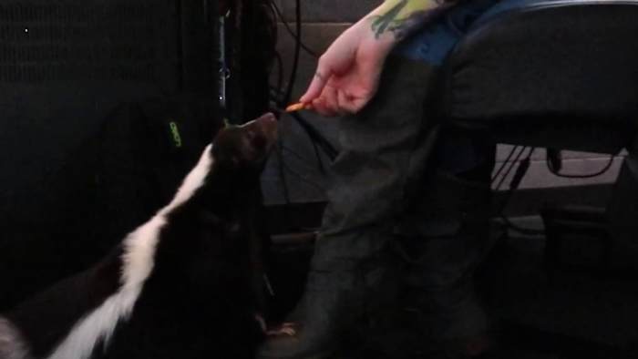 Meet Nugget, the Emotional Support Skunk