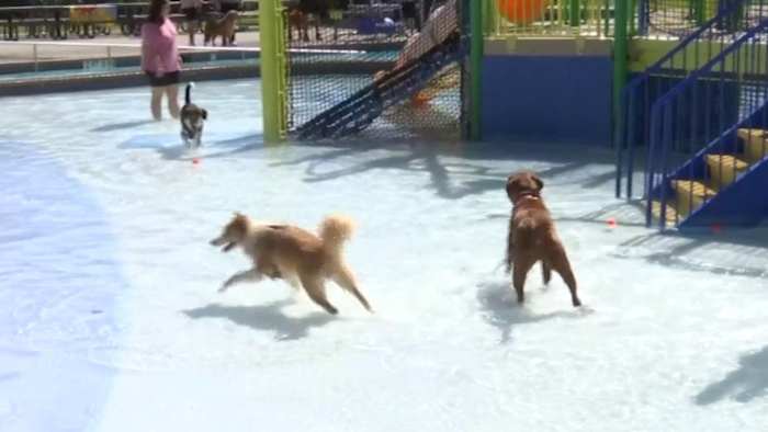 Pooches in the Pool returns to Splash Valley Saturday