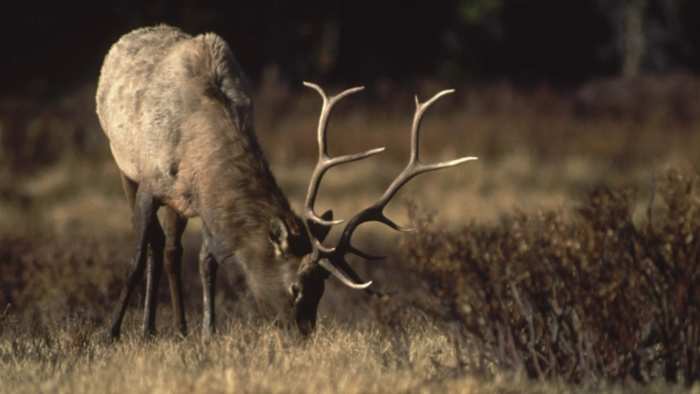 DNR proposes expanding Michigan elk hunting season to 45 days