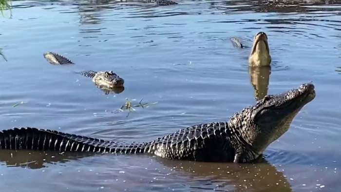 Warning! Alligator mating season brings increased activity. Here’s what ...