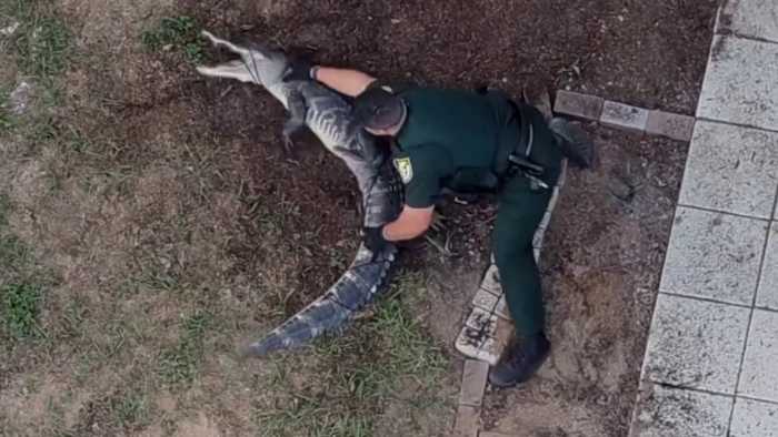 VIDEO: Florida deputies wrangle gator in backyard
