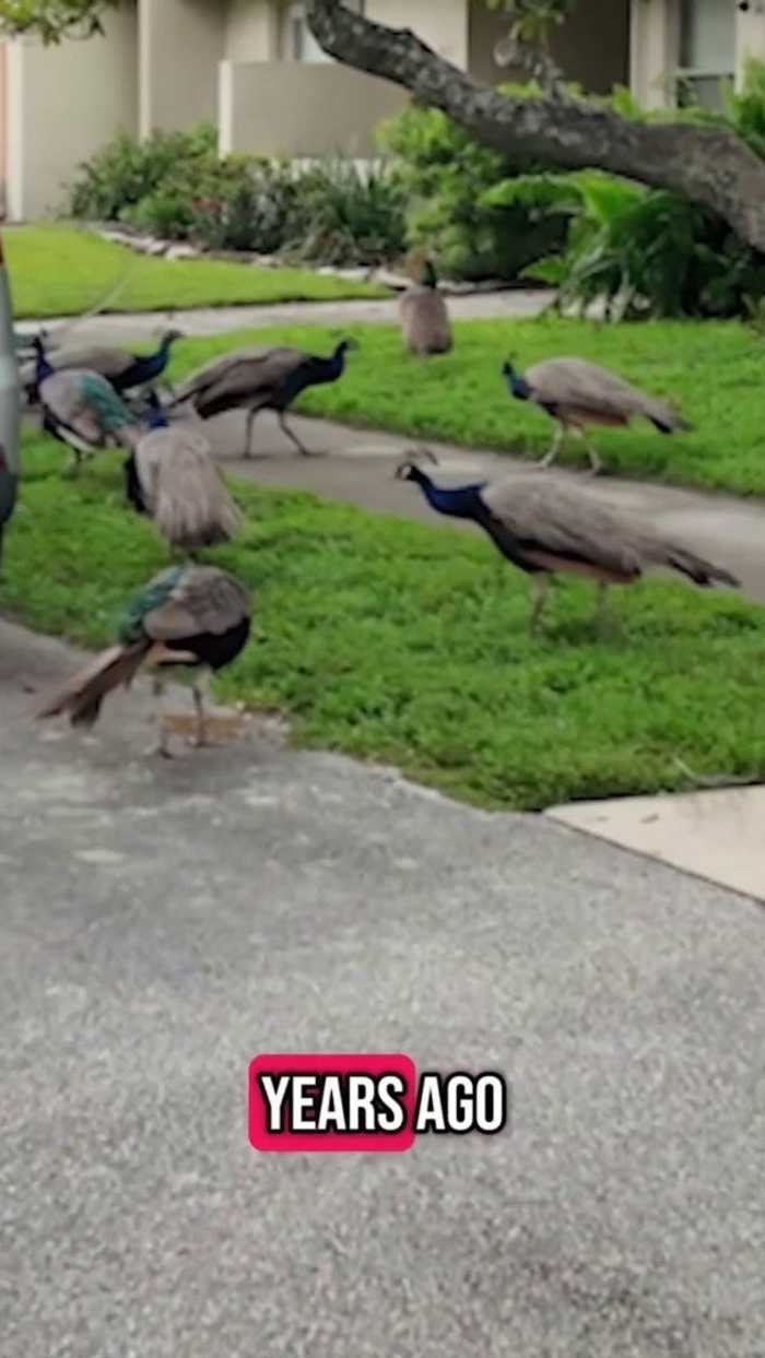 ‘There’s feces everywhere:’ Peacock population plagues Orlando community