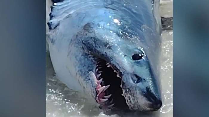 WILD VIDEO: ‘Look at them freaking teeth:’ Beachgoers rescue large ...