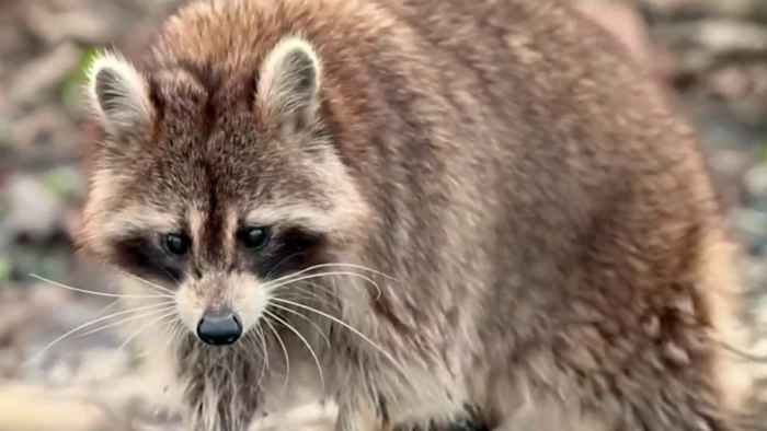 Here's how raccoons infected with distemper could be bad for your pets ...