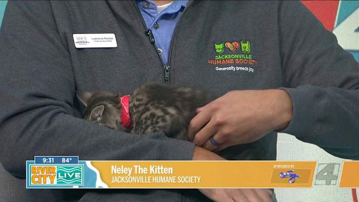 Passion 4 Pets: Neley the kitten is searching for a Furever home
