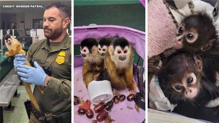 Five spider monkeys rescued from smuggling at Border Patrol checkpoint ...