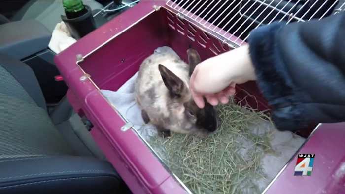Rabbit Rescue: Volunteers jump into action to save 14 bunnies dumped in ...