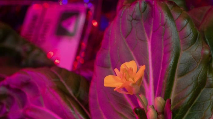 NASA astronaut grows vegetables in space
