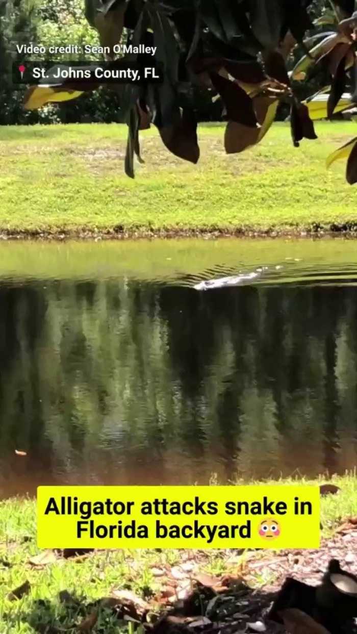 Florida alligator attacks snake