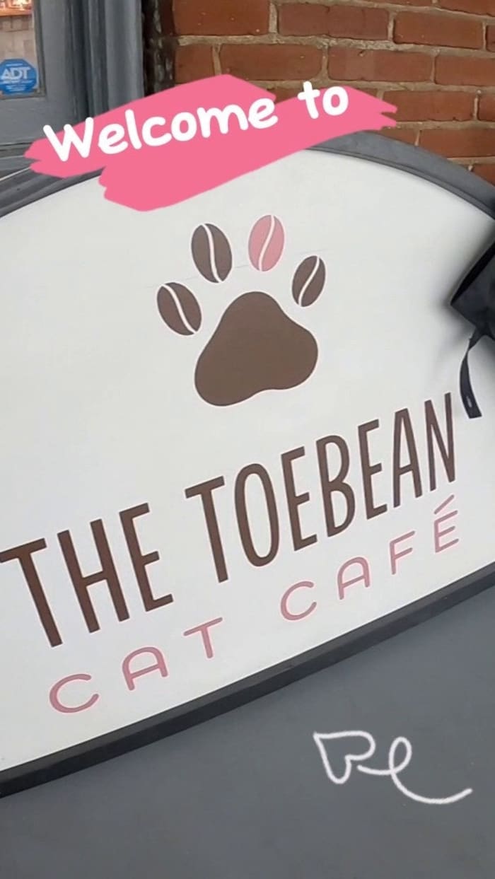 Welcome to The Toebean Cat Cafe