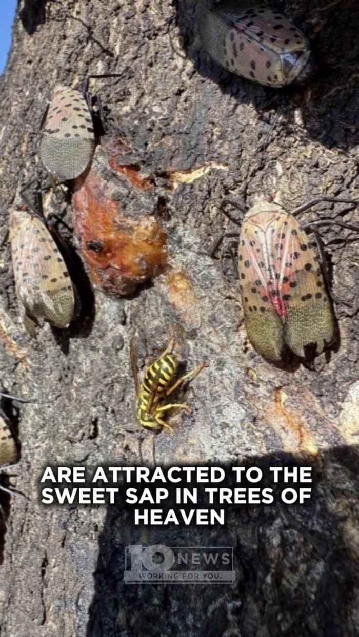 How removing the invasive Tree of Heaven can prevent spotted lanternfly ...
