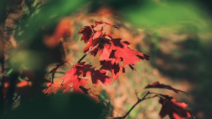 Northern Michigan trees start changing colors as fall approaches