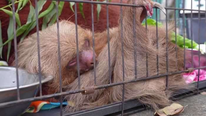 Sloth attraction on I-Drive shut down before opening after dozens of ...