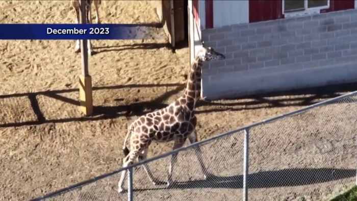 Natural Bridge Zoo giraffe died while being moved