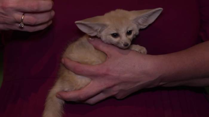 ‘Extreme Animals Alive!’ now on display at the Houston Museum of ...