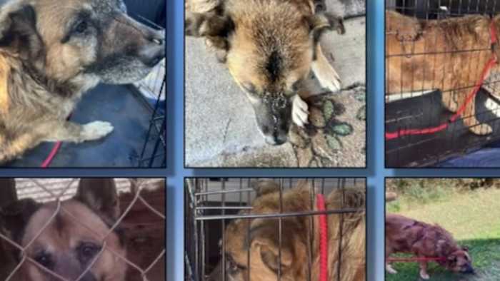 All charges dropped against man in connection with Vinton animal abuse case