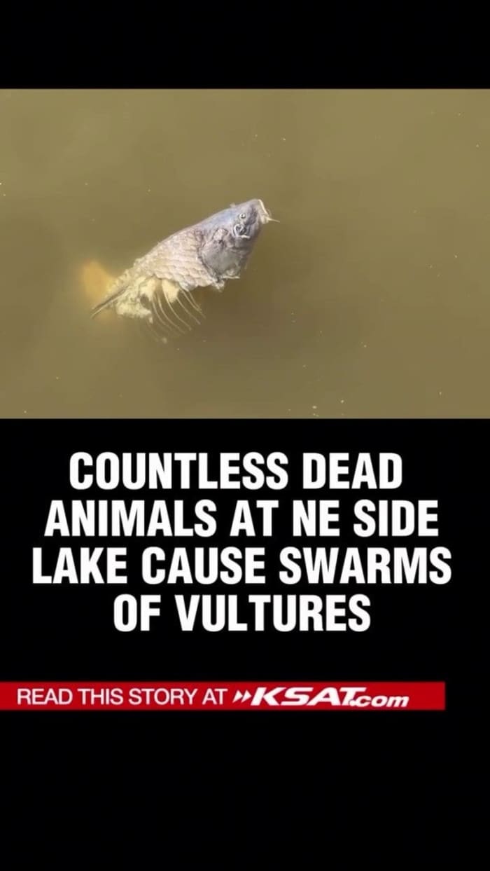 Dead fish, ducks at Northeast Side lake draw swarms of vultures