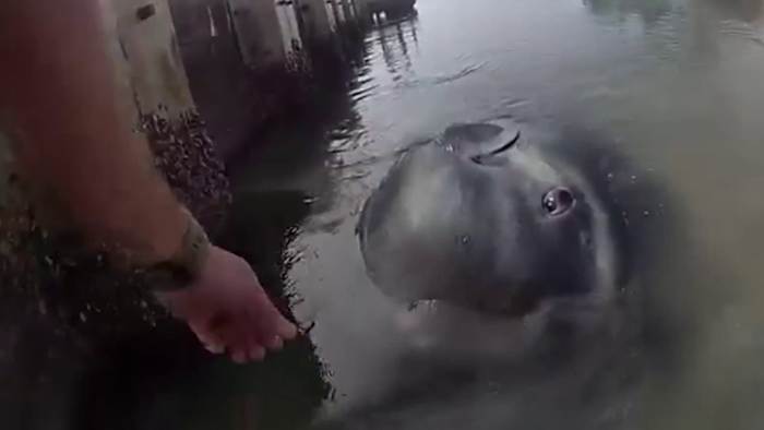VIDEO: Holy Mola! Volusia County deputies rescue giant ocean sunfish ...