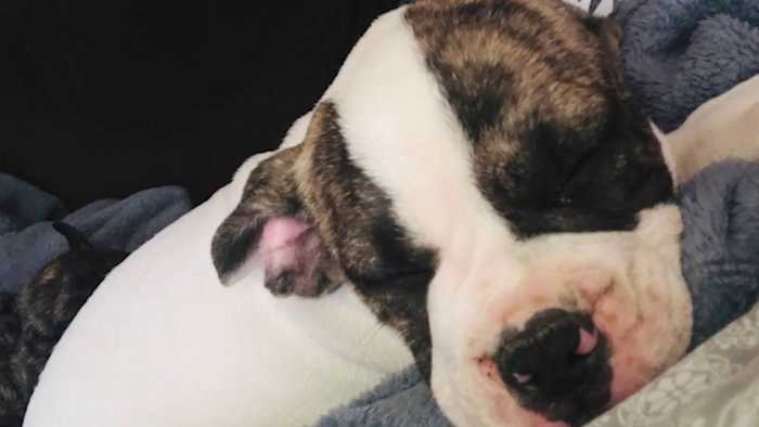 Any dog can be ‘dangerous’: Inside an ACS investigation from the pet ...