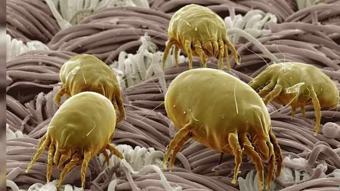 Shedding light on winter allergies