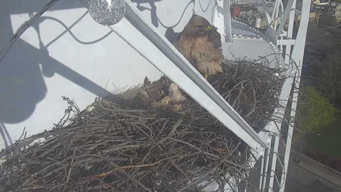 Red-tailed hawk chicks hatch