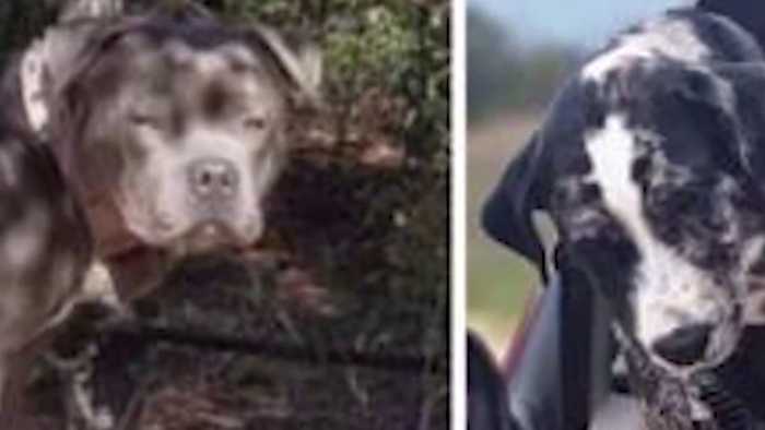 Florida Senate passes ‘Pam Rock Act’ to strengthen dangerous dog laws