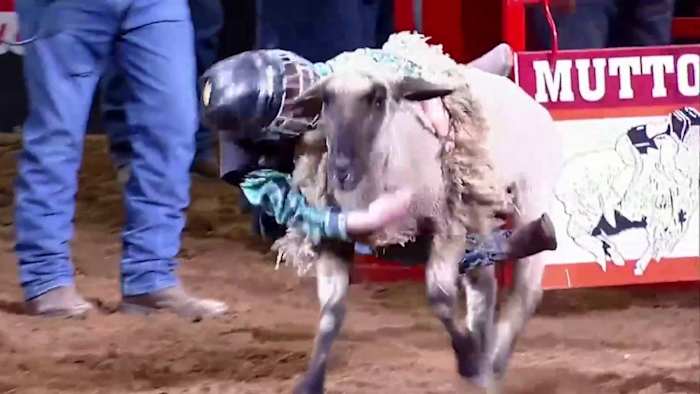 Participants make their mark at rodeo's Mutton Busting contest
