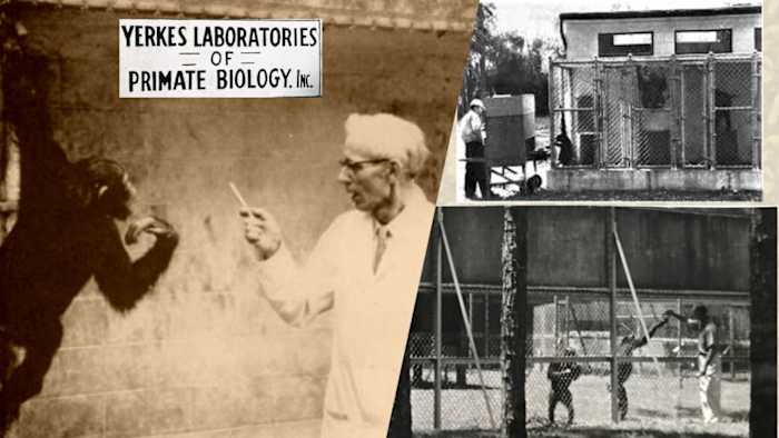 The ‘Humanzee’ conspiracy: The wild history, oddities behind Orange ...