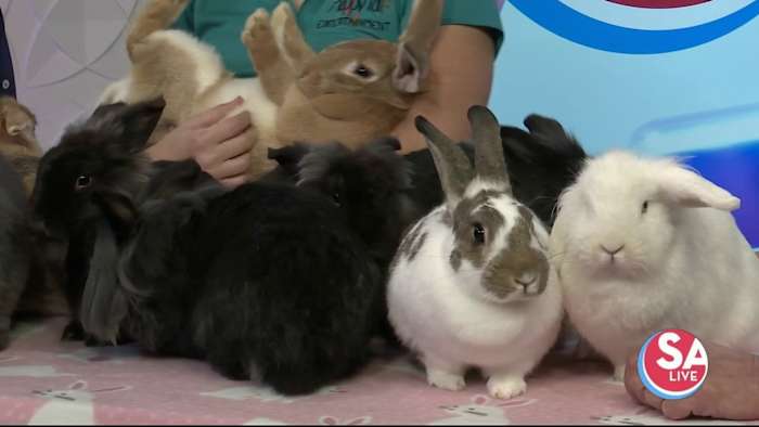 It's a bounty of spring bunnies! Things to know before you adopt a rabbit