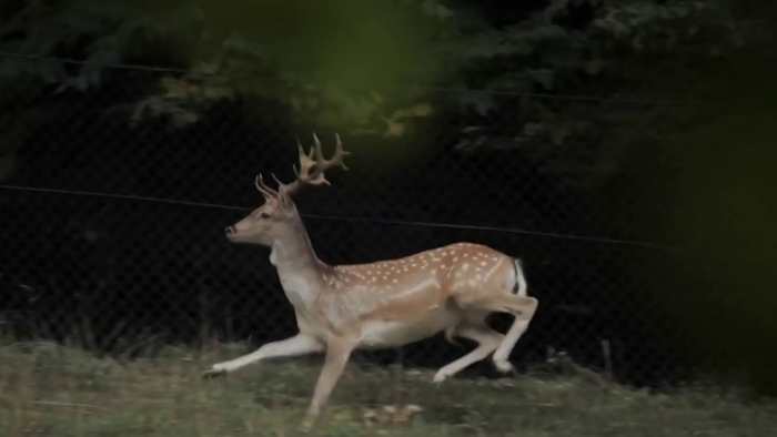 Virginia Tech research aiming to reduce deer and elk hazards on roadways