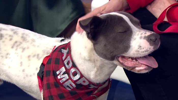 Detroit shelter inviting families to spend time with adoptable pets ...