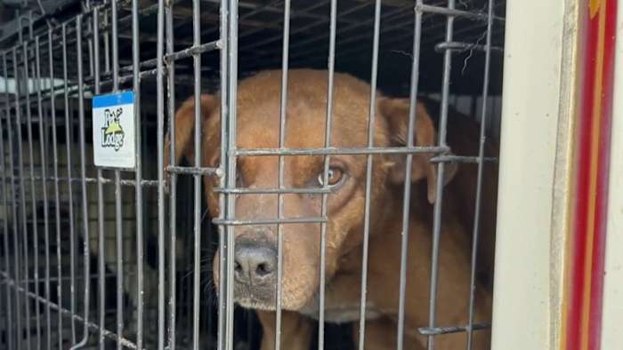 71 animals rescued from urine, feces infested school bus, van parked at ...
