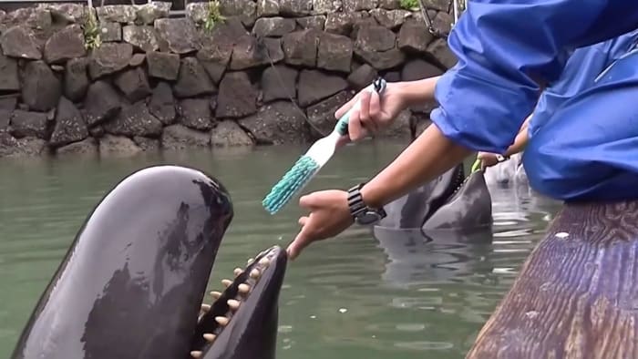 Whales get their teeth brushed in annual cleaning in Japan
