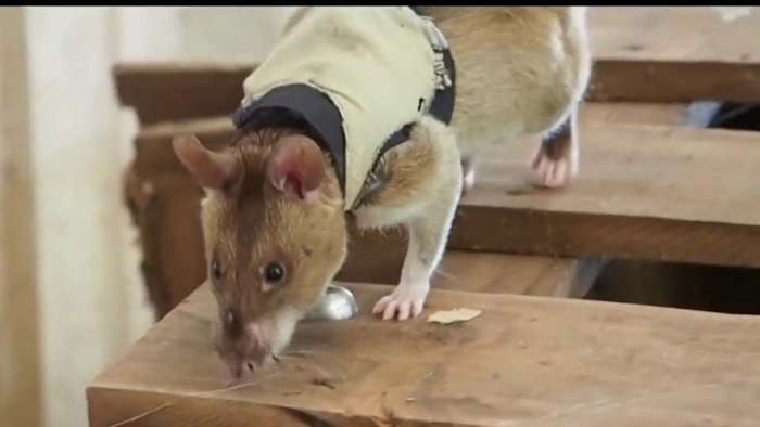 Rats trained to rescue disaster victims. Yes, rats