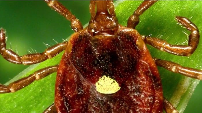 A lone star tick can give you a disease that makes you allergic to meat ...