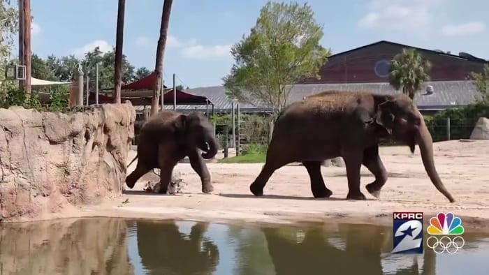 Here’s how animals and their keepers prepare for major storms at ...