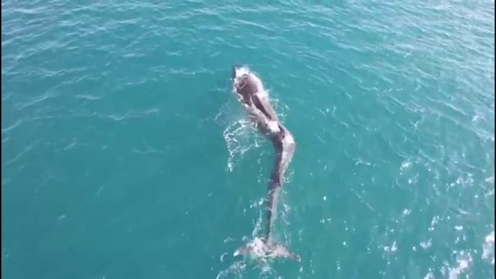 Whale with deformed spine spotted off Spanish coast