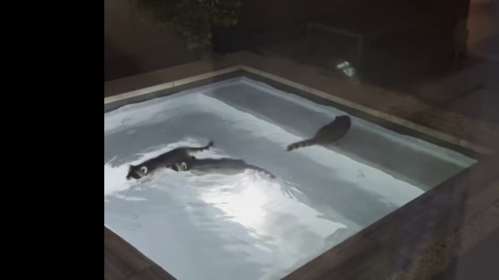 🥵 It’s so hot in Houston that even raccoons are throwing a pool party!