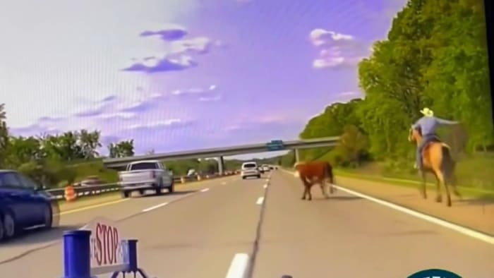 Cow chase: Meet the cowboy who lassoed a runaway cow on I-75 in Oakland ...
