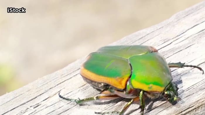 Virginia Tech entomologist explains why we’re seeing so many June bugs