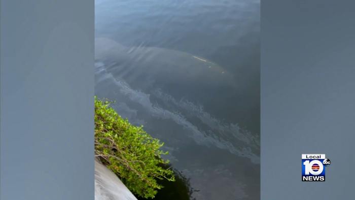 Pollution in Miami's Little River affects Biscayne Bay