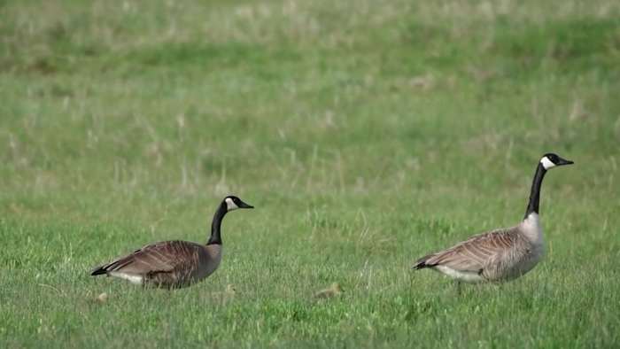 Inside Michigan’s new policy on killing Canada geese